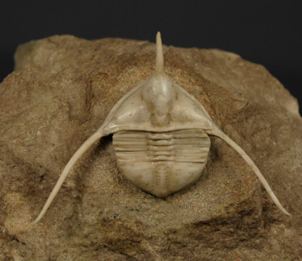 TRILOBITE ORDER ASAPHIDA FACT SHEET